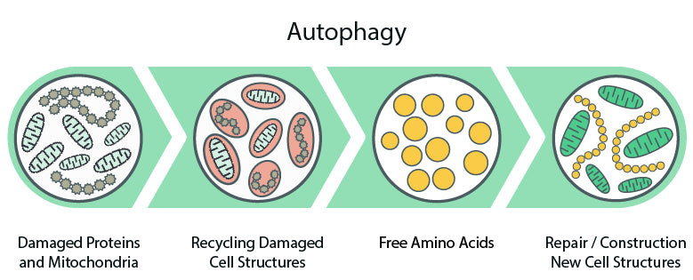 Discover the Benefits of Autophagy | LiveHelfi